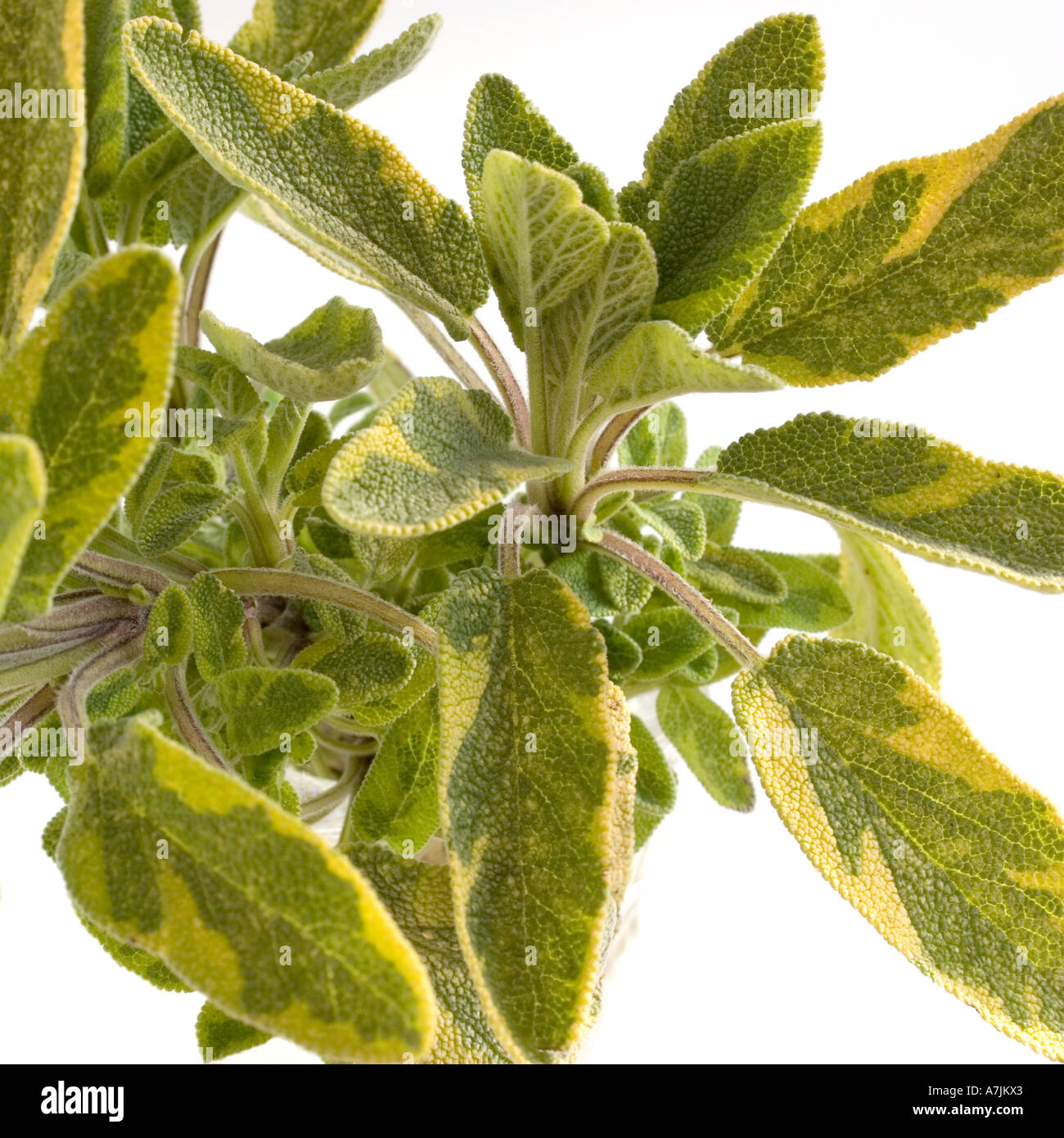 Salvia officinalis variegata immagini e fotografie stock ad alta ...