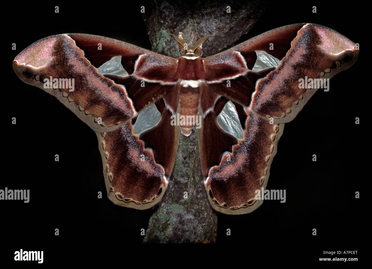 Falena atlante gigante immagini e fotografie stock ad alta risoluzione ...