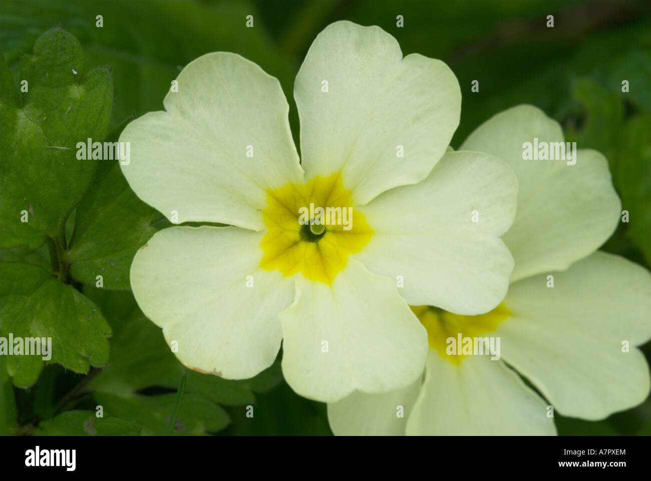 Primule in primavera immagini e fotografie stock ad alta risoluzione ...