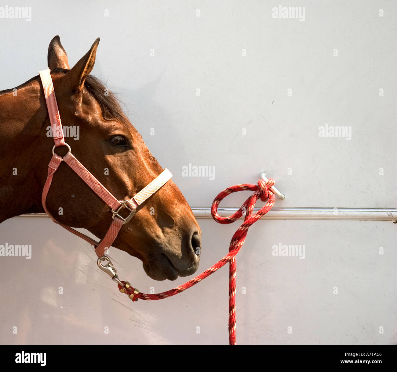 Testa di cavallo profilo immagini e fotografie stock ad alta ...