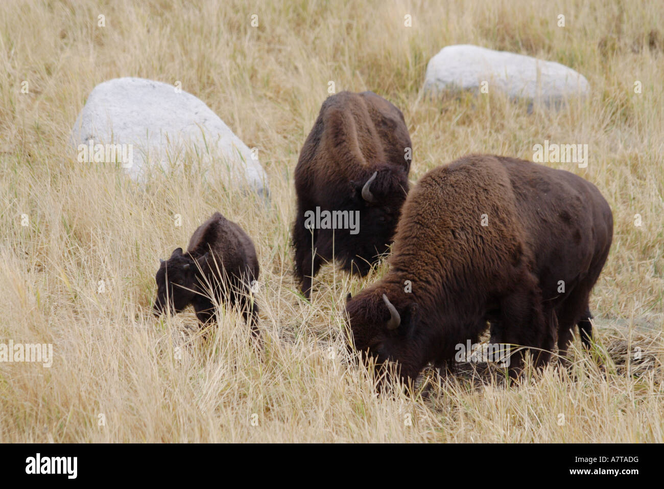 Bisonte ii immagini e fotografie stock ad alta risoluzione - Alamy