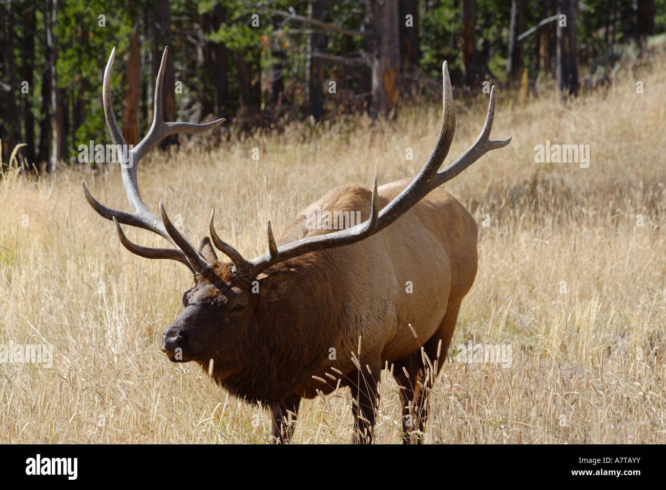Cervo gigantesco immagini e fotografie stock ad alta risoluzione - Alamy