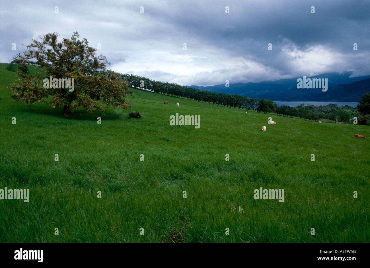 Mucche al pascolo sui pascoli immagini e fotografie stock ad alta ...
