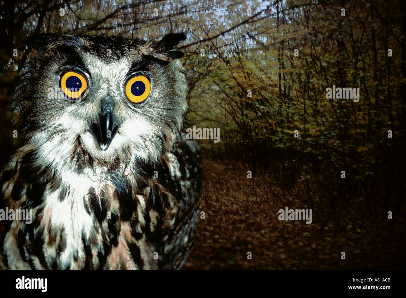 Foresta gufo gigante immagini e fotografie stock ad alta risoluzione ...