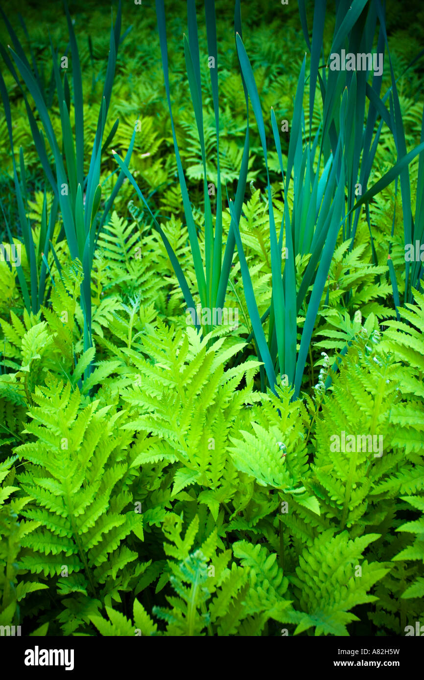 Felci di piante selvatiche immagini e fotografie stock ad alta ...