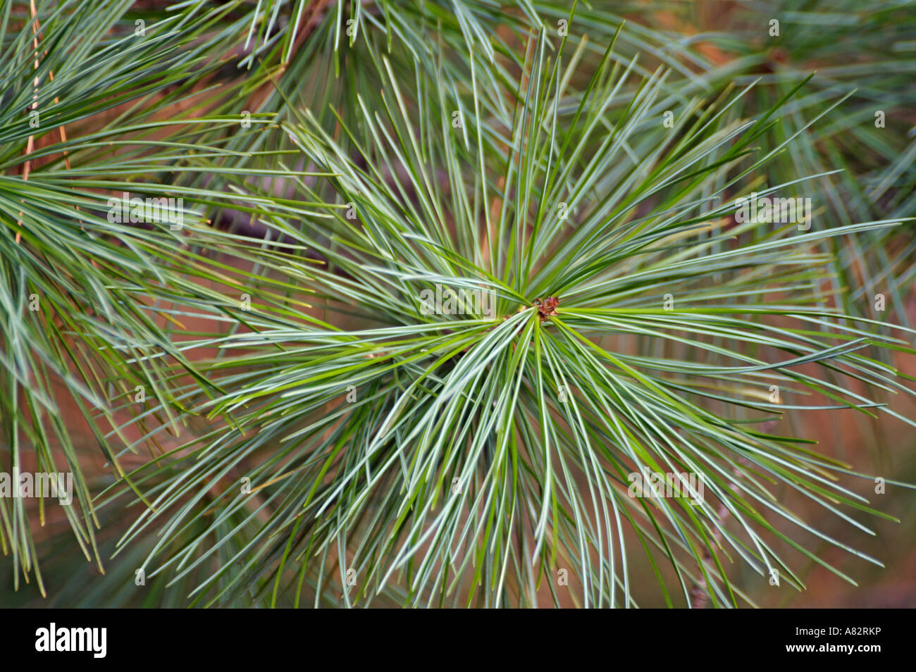 Pino pinus koraiensis coreano immagini e fotografie stock ad alta ...