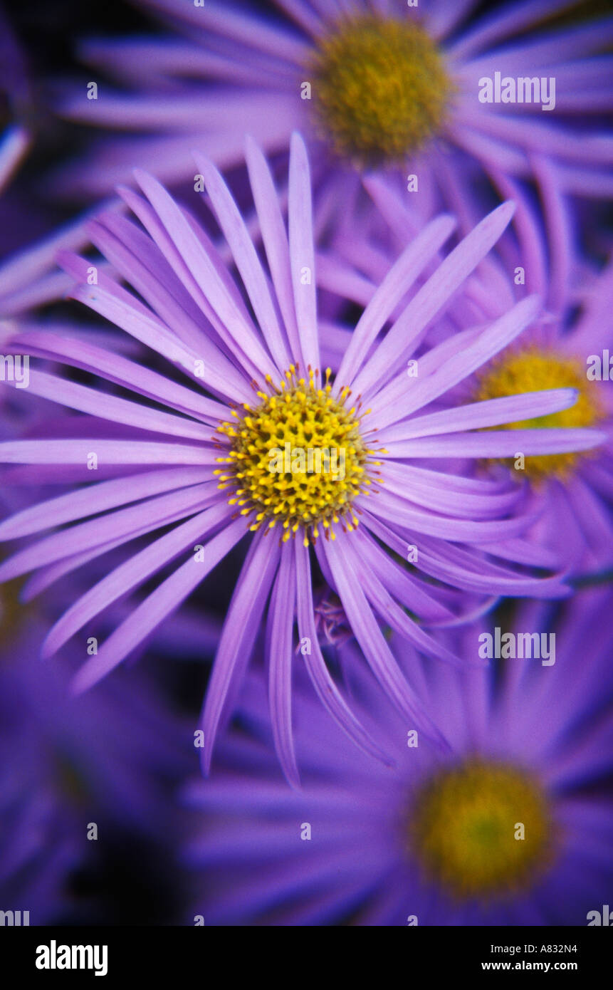 Aster thomsonii immagini e fotografie stock ad alta risoluzione - Alamy