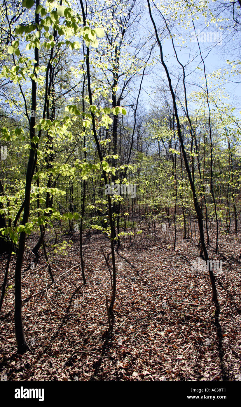 Alberi di primavera immagini e fotografie stock ad alta risoluzione - Alamy