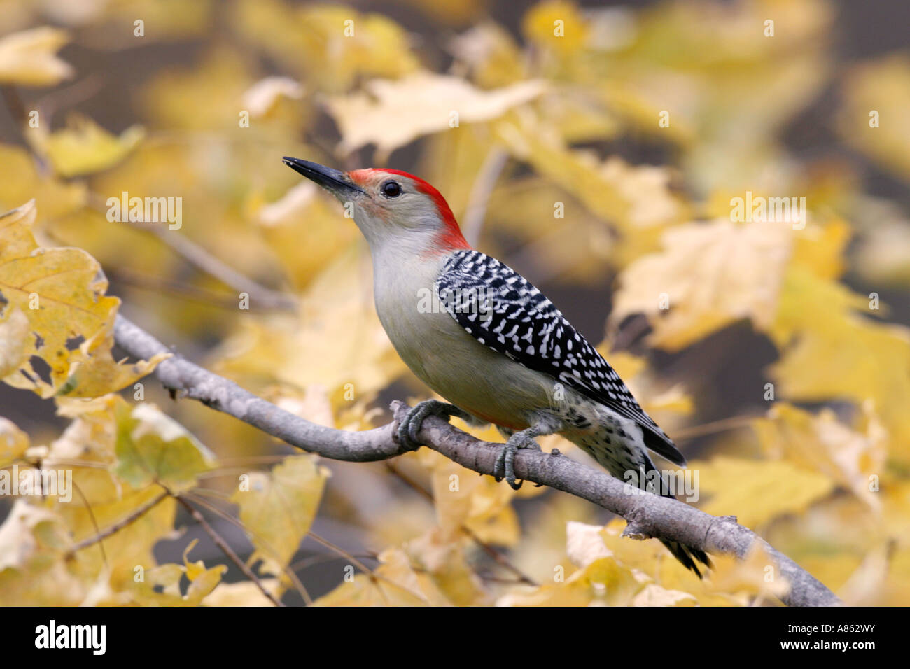 Uccelli picchio immagini e fotografie stock ad alta risoluzione - Alamy