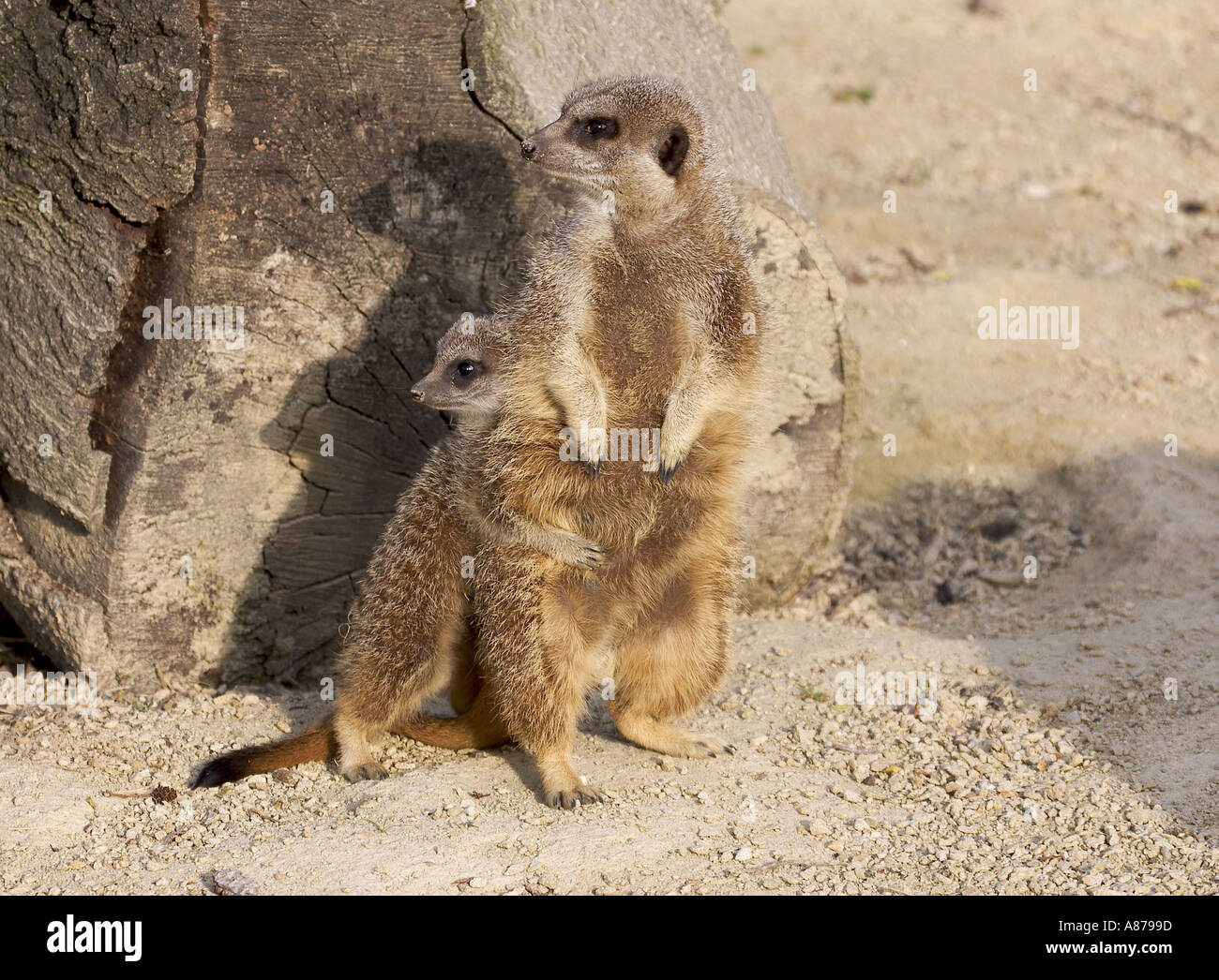Famiglie di suricati immagini e fotografie stock ad alta risoluzione ...