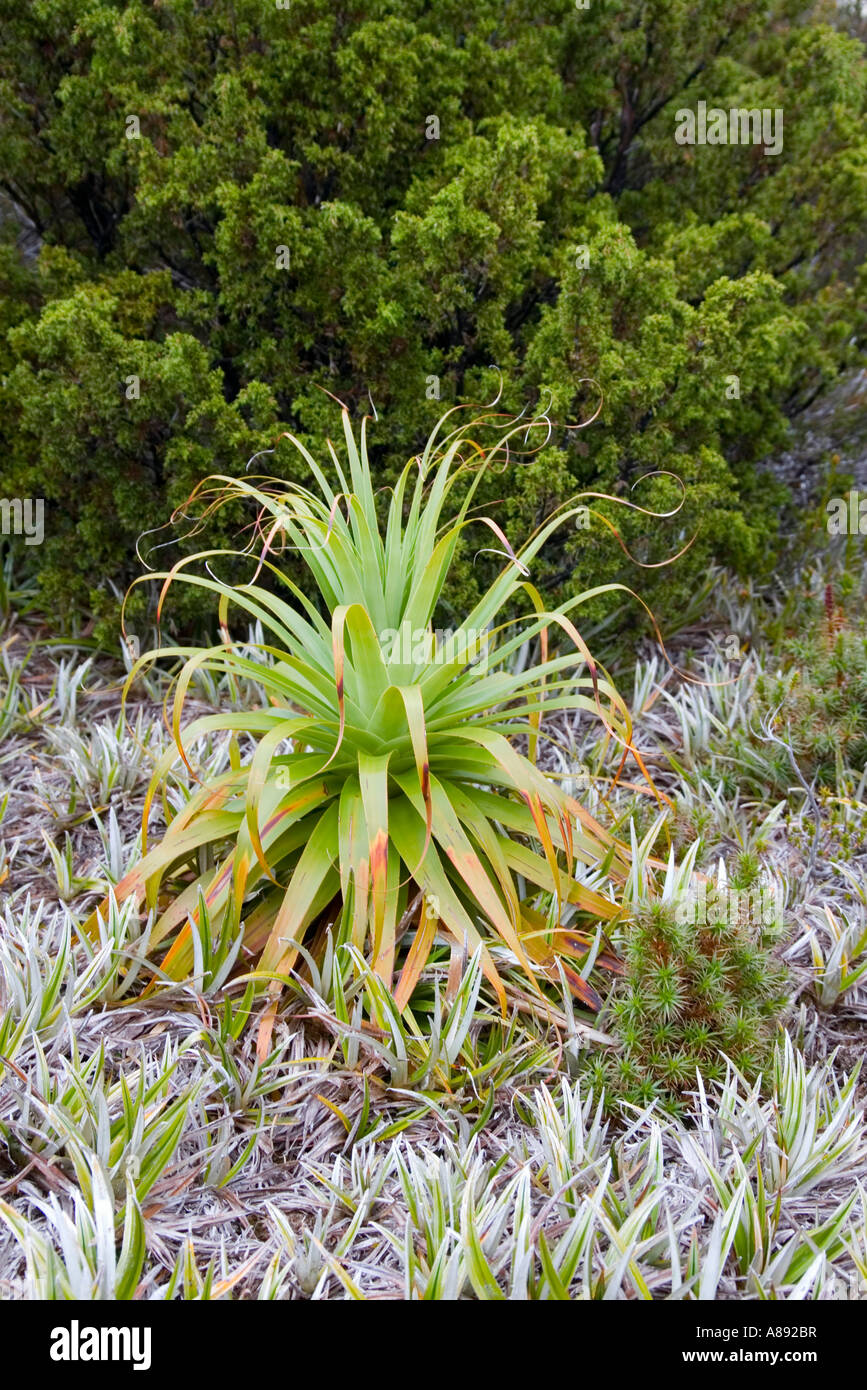 Pandani tasmania alpine immagini e fotografie stock ad alta risoluzione ...