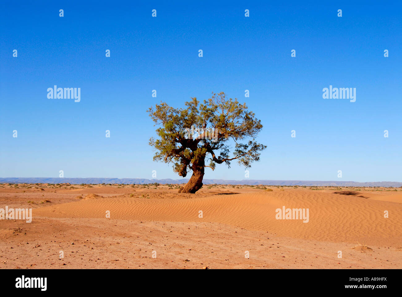 Albero di tamerici immagini e fotografie stock ad alta risoluzione - Alamy