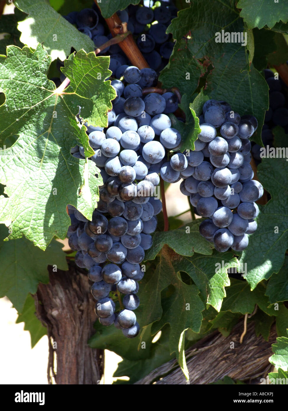 Grappoli uva vite immagini e fotografie stock ad alta risoluzione - Alamy