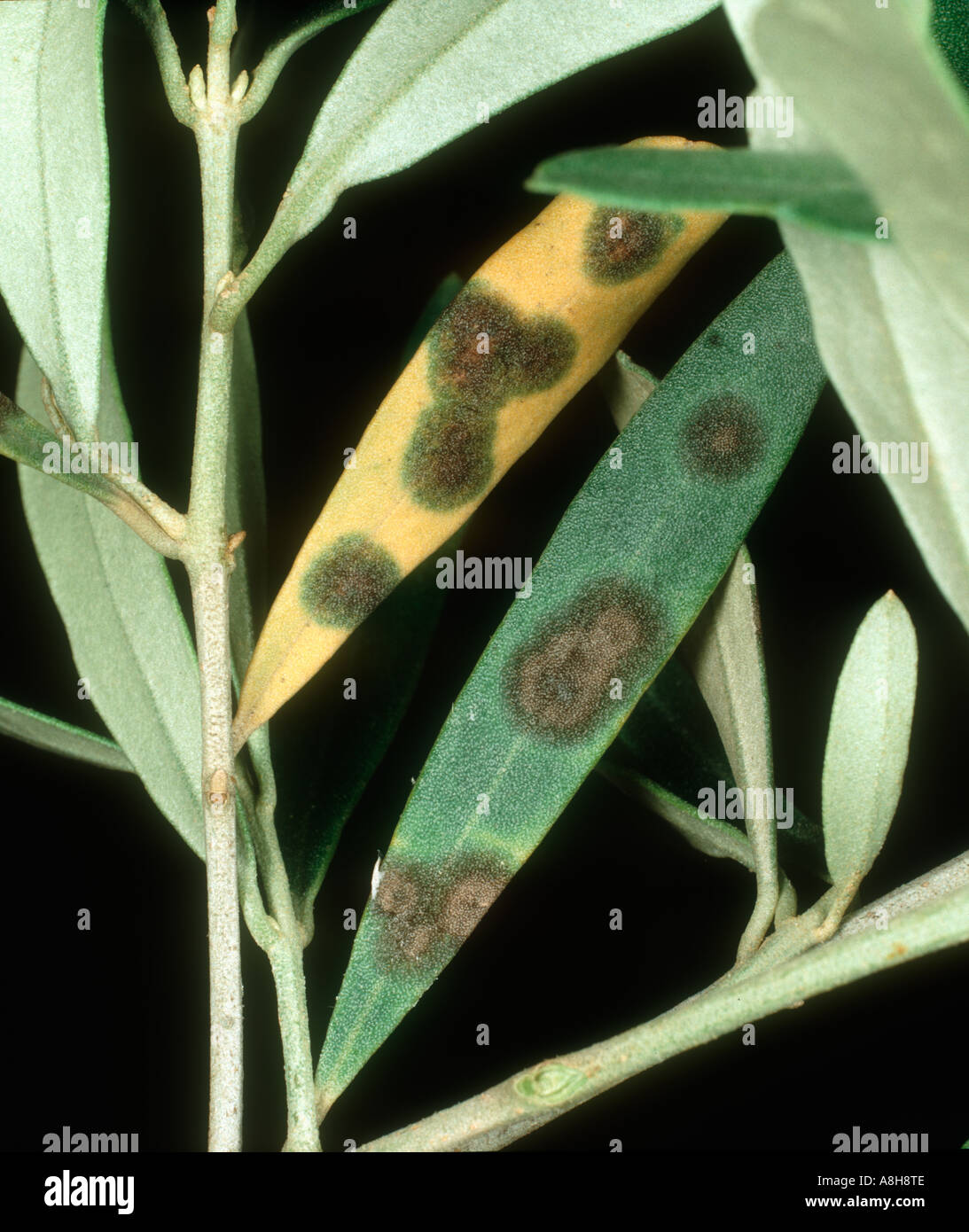 The olive tree disease immagini e fotografie stock ad alta risoluzione ...