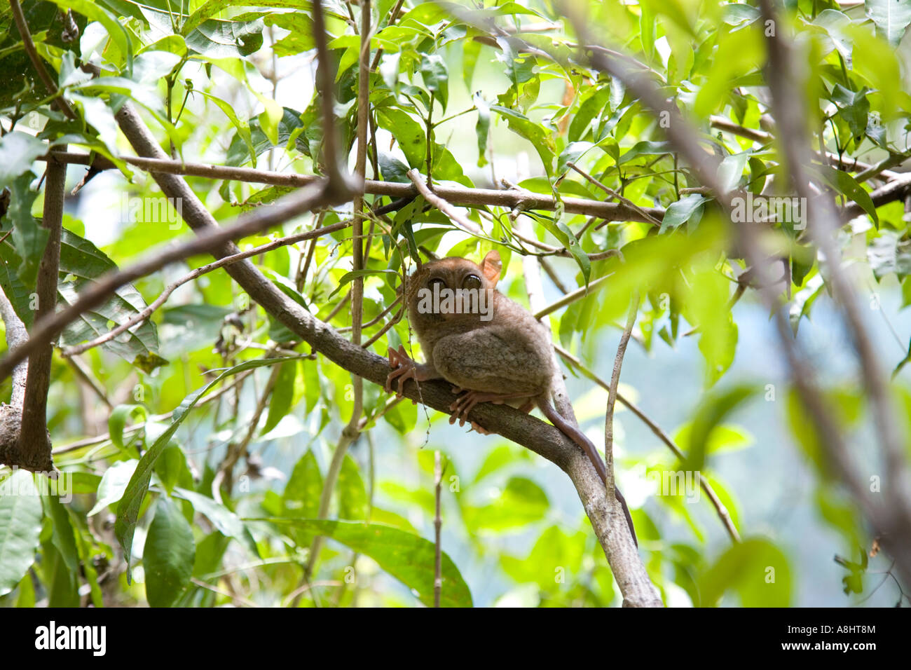 Philippine tarsier immagini e fotografie stock ad alta risoluzione - Alamy
