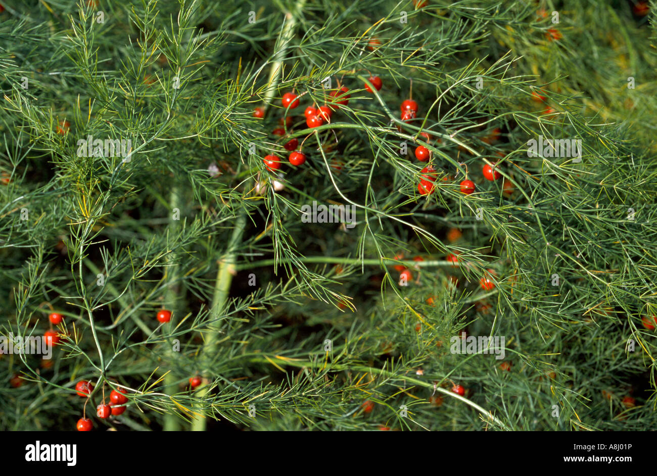 Piante di asparagi durante la fase vegetativa con bacche rosse Foto ...