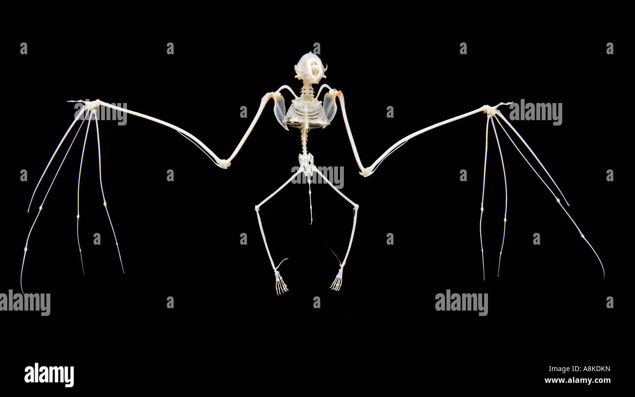 Scheletro anatomia immagini e fotografie stock ad alta risoluzione - Alamy
