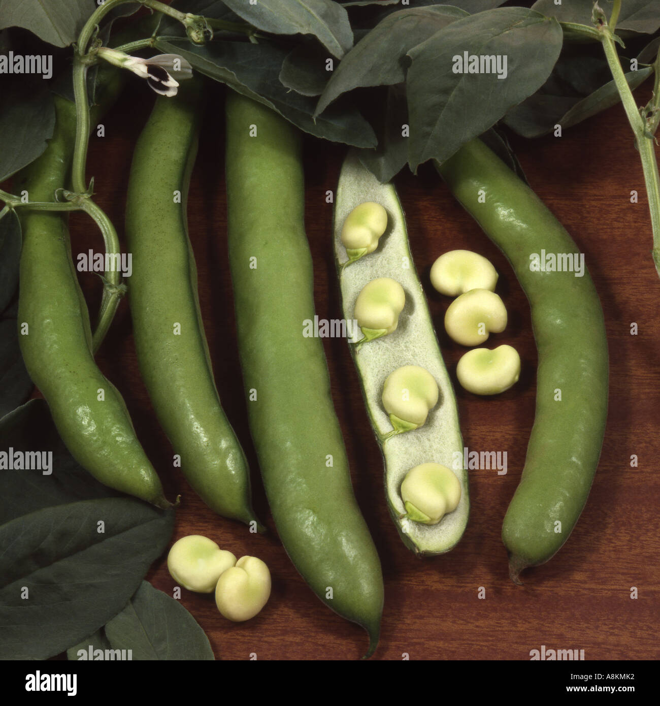 Mostra bunyards immagini e fotografie stock ad alta risoluzione - Alamy