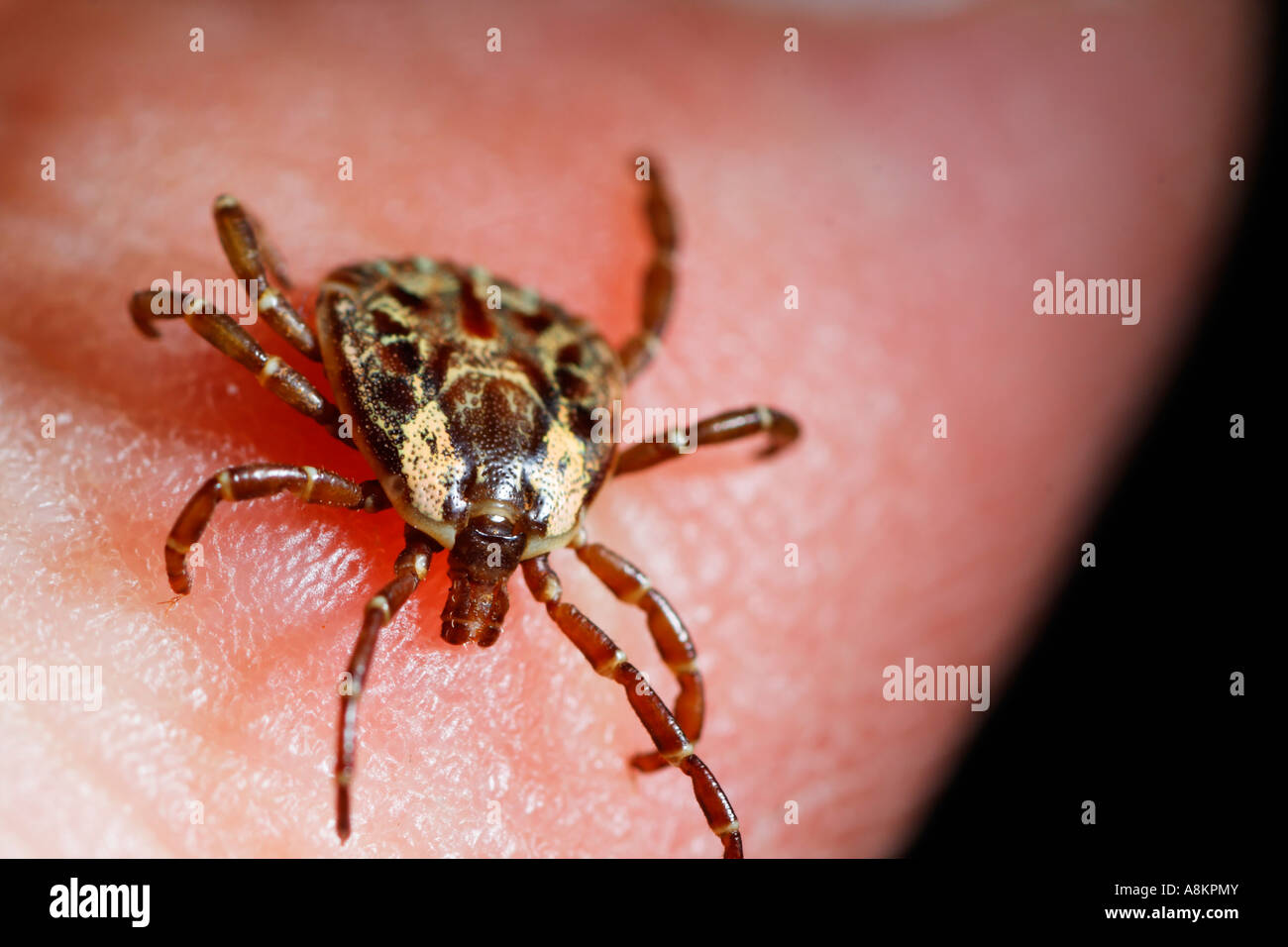 Segno di spunta tropicale immagini e fotografie stock ad alta ...