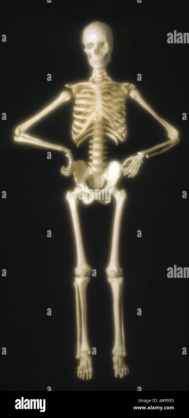 Completo scheletro umano immagini e fotografie stock ad alta ...