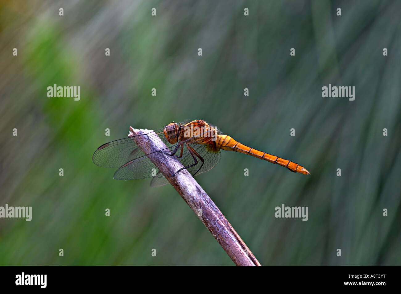 Ciclo di vita della libellula immagini e fotografie stock ad alta ...