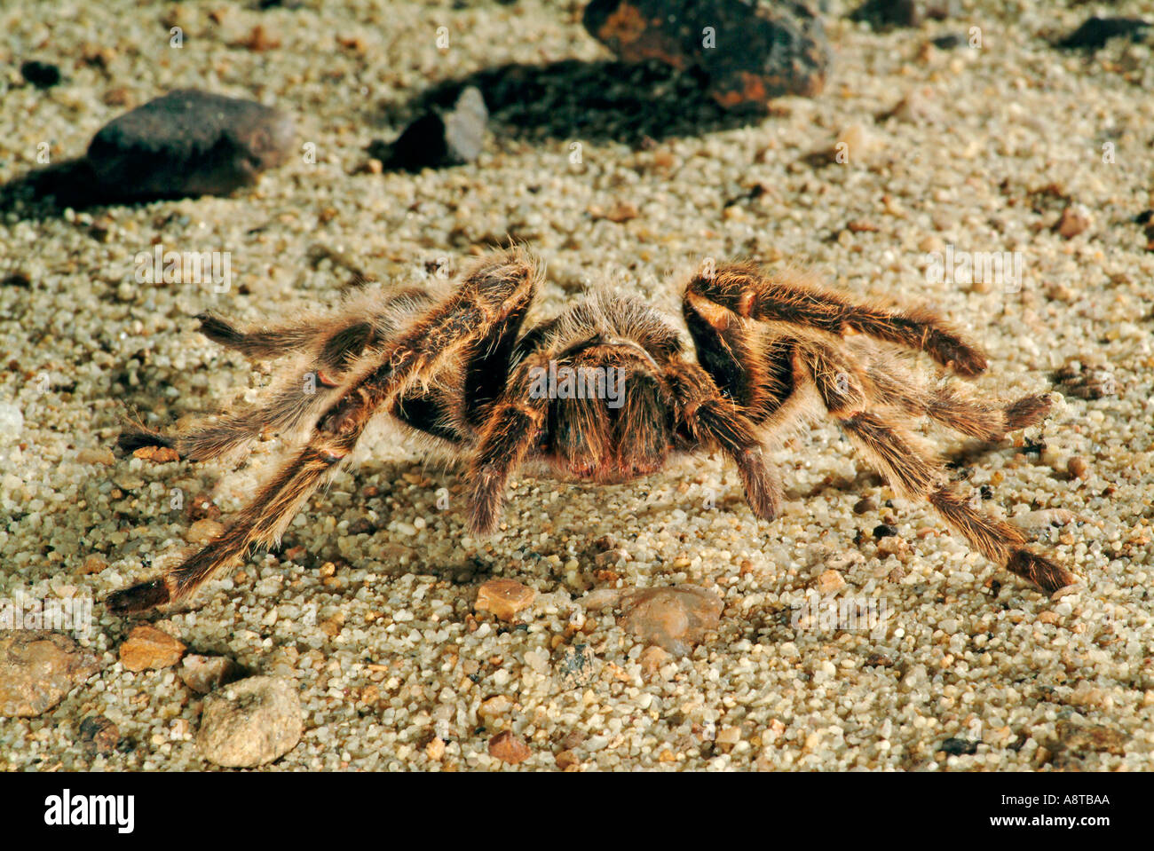 Tarantola del fuoco cileno immagini e fotografie stock ad alta ...