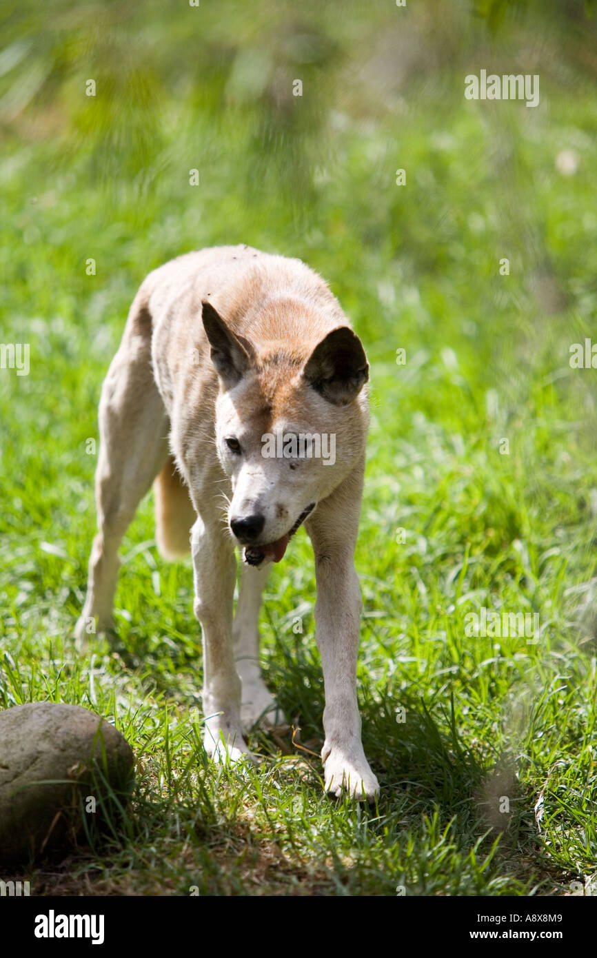 Zoo di toronga immagini e fotografie stock ad alta risoluzione - Alamy