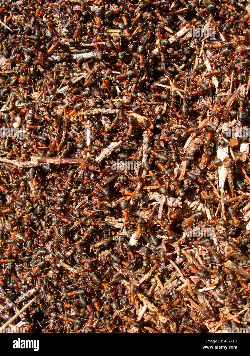 Casta delle formiche immagini e fotografie stock ad alta risoluzione ...