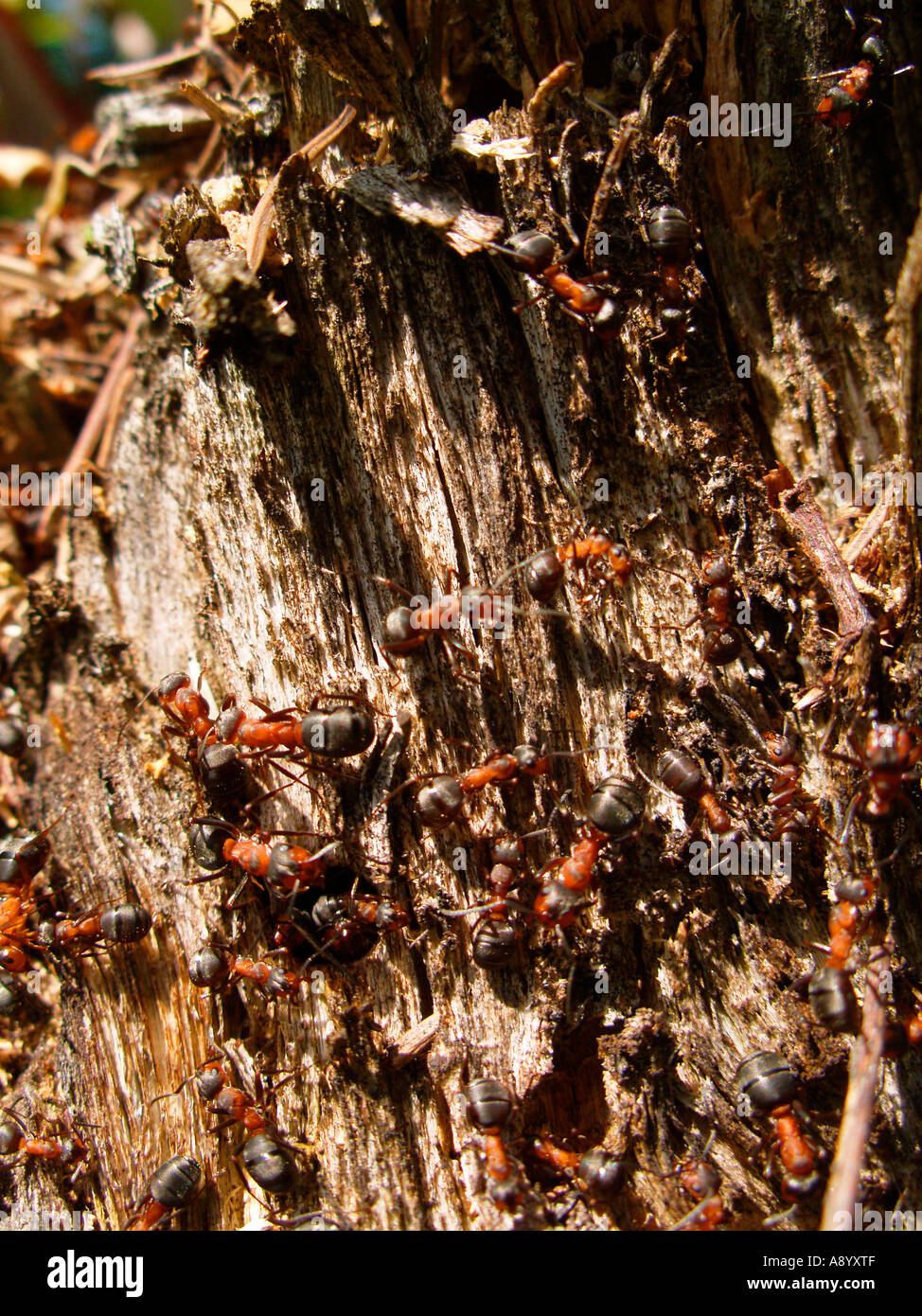 Casta delle formiche immagini e fotografie stock ad alta risoluzione ...