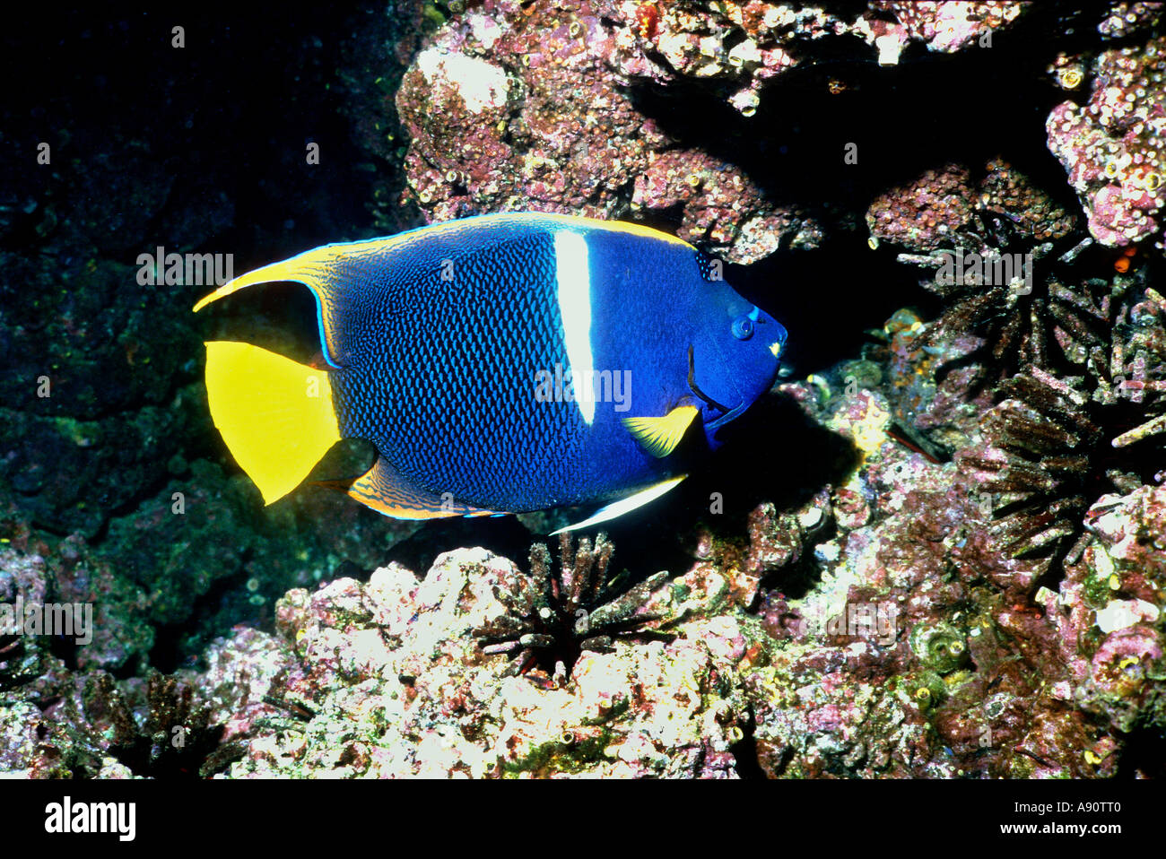 Passer angelfish immagini e fotografie stock ad alta risoluzione - Alamy