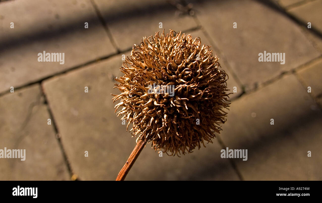 Albero palla spiky immagini e fotografie stock ad alta risoluzione - Alamy