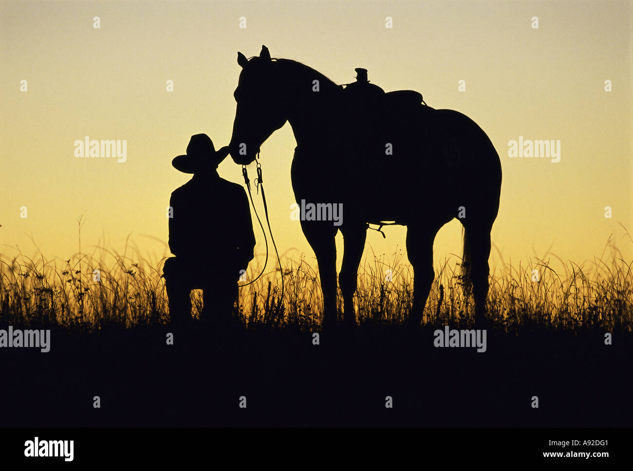 Una sagoma di un cavallo immagini e fotografie stock ad alta ...