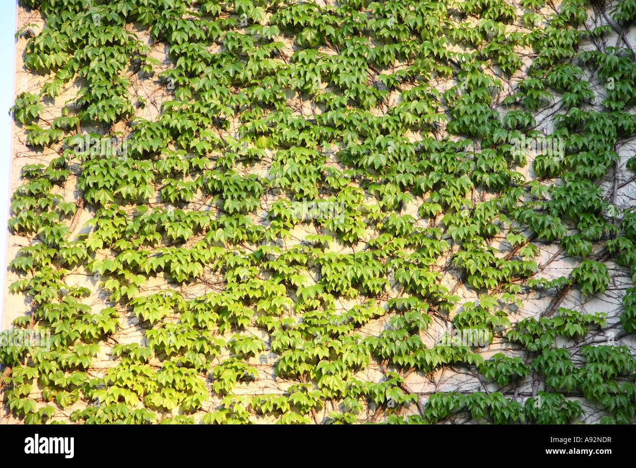Muro di edera immagini e fotografie stock ad alta risoluzione - Alamy