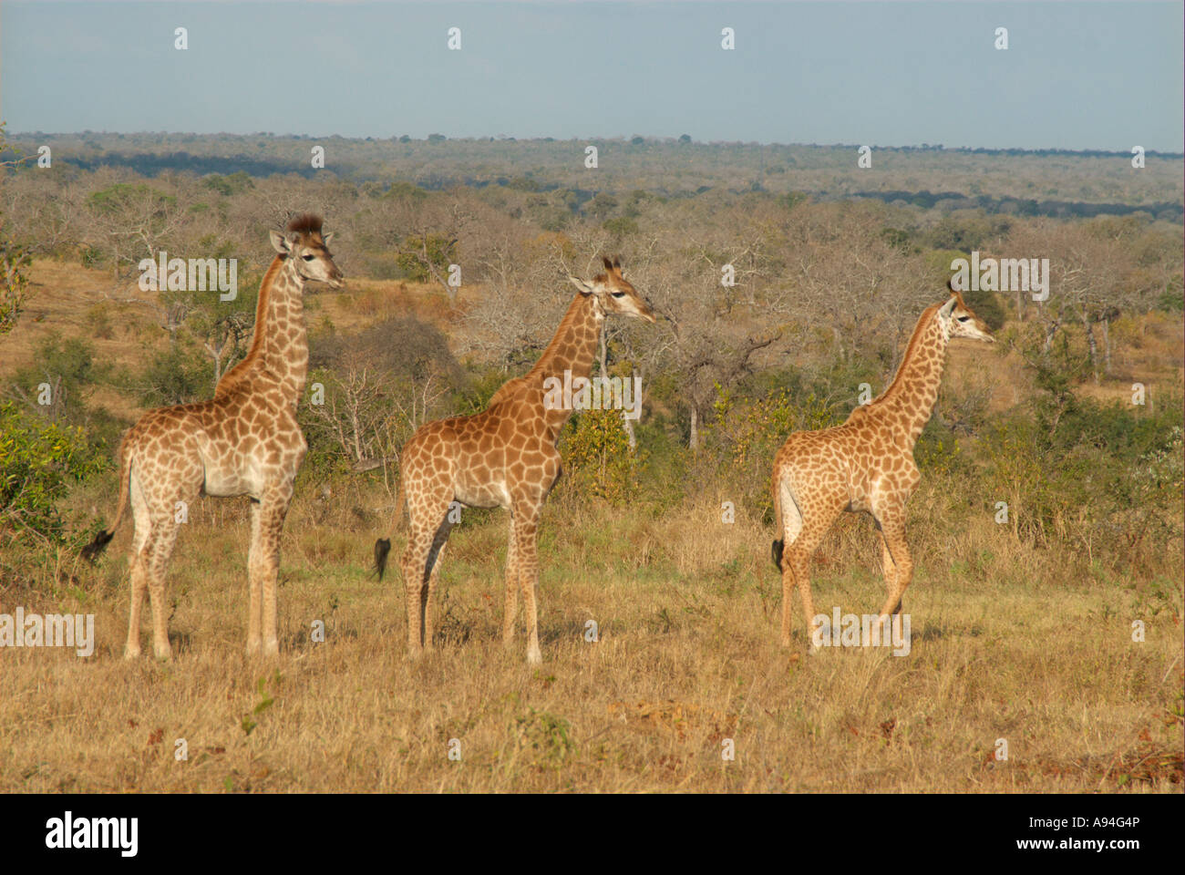 Giraffe simile immagini e fotografie stock ad alta risoluzione - Alamy