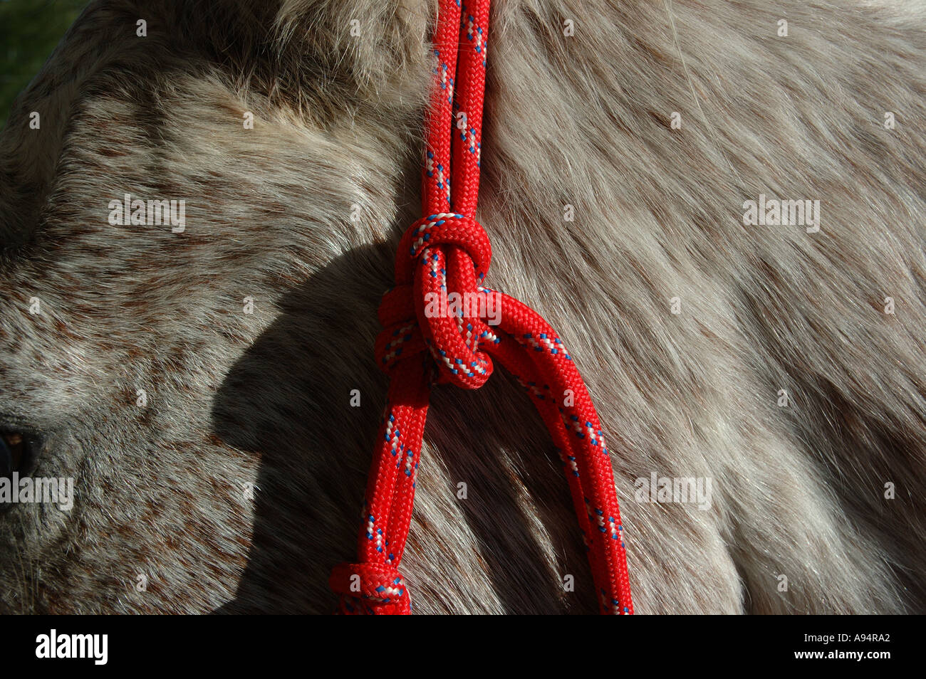 Cavezza nodo immagini e fotografie stock ad alta risoluzione - Alamy