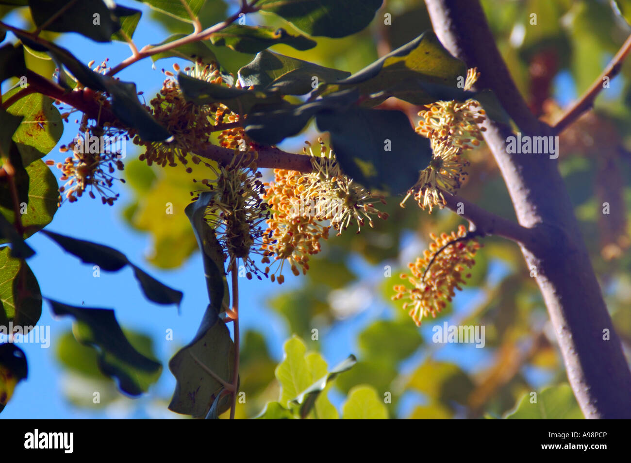 Fiori dell'albero di carrubo immagini e fotografie stock ad alta ...