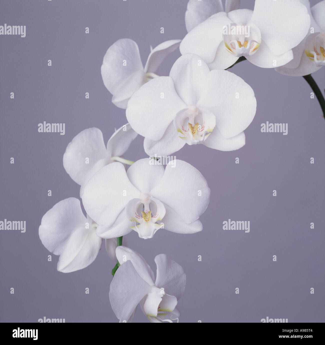 Orchidee bianche immagini e fotografie stock ad alta risoluzione - Alamy
