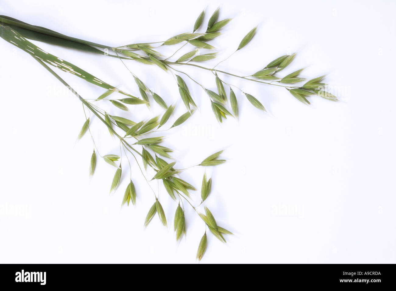 Pianta avena immagini e fotografie stock ad alta risoluzione - Alamy
