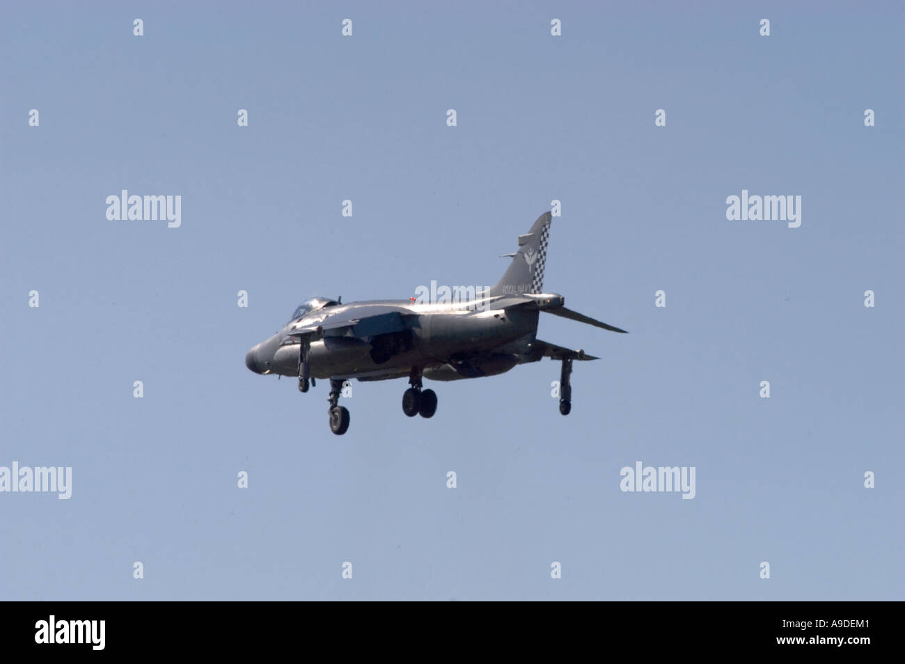 Falklands harrier immagini e fotografie stock ad alta risoluzione - Alamy