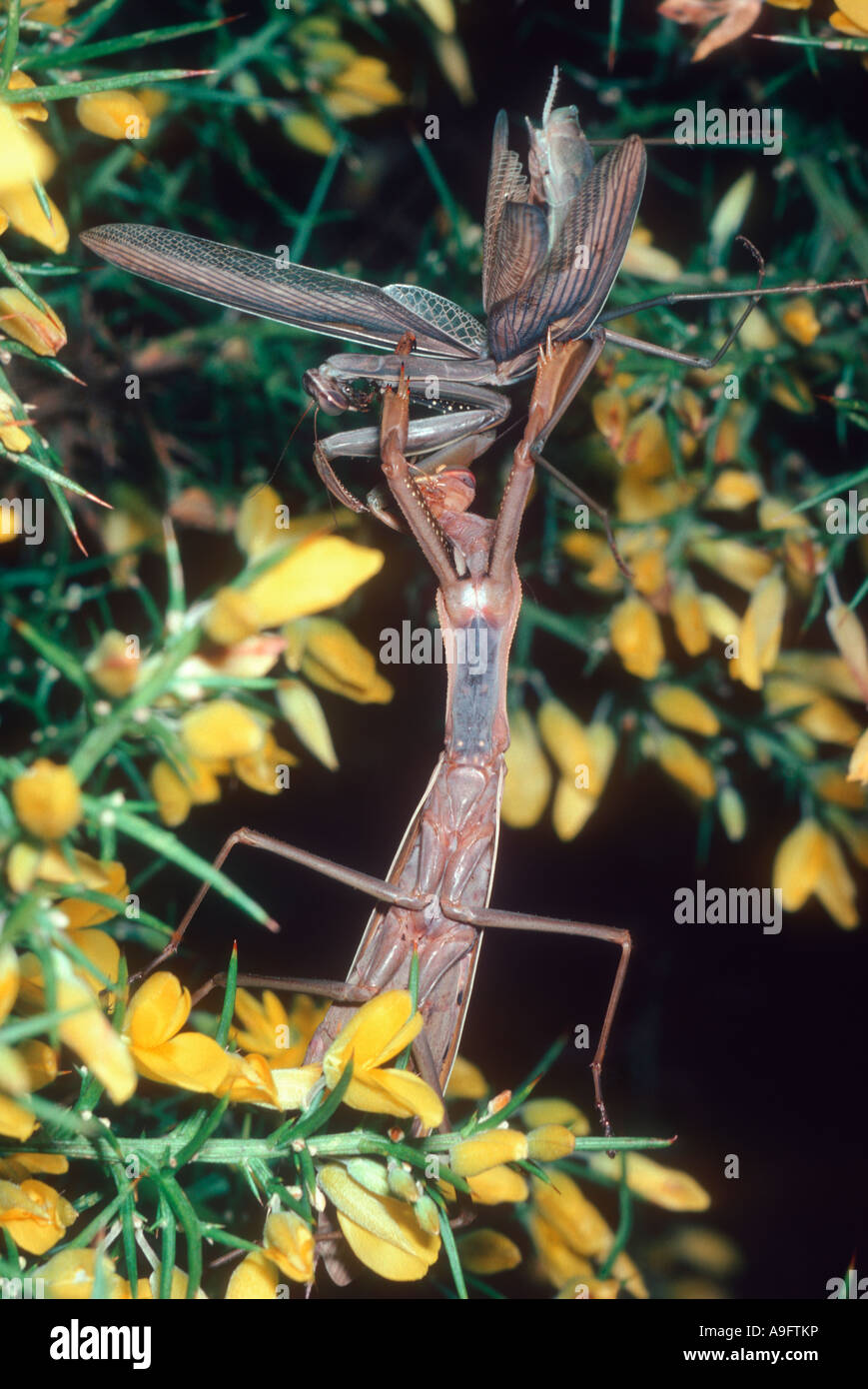Mantide Religiosa mantide religiosa. Il cannibalismo Foto stock - Alamy