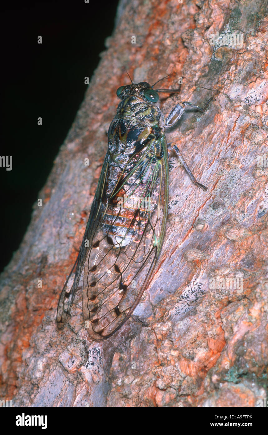 Cicala di cicale immagini e fotografie stock ad alta risoluzione - Alamy