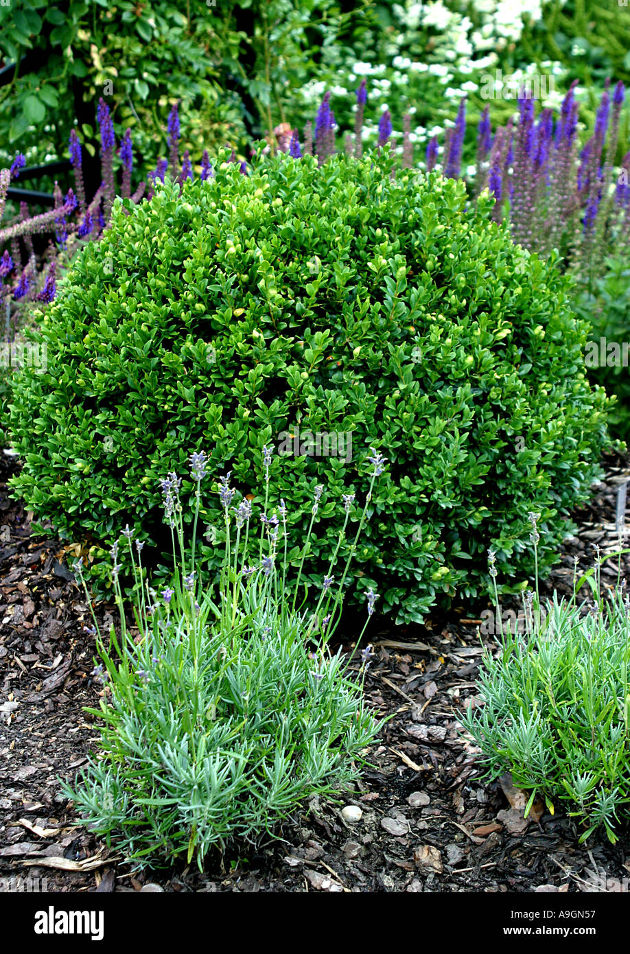 Buxus sempervirens balls immagini e fotografie stock ad alta ...