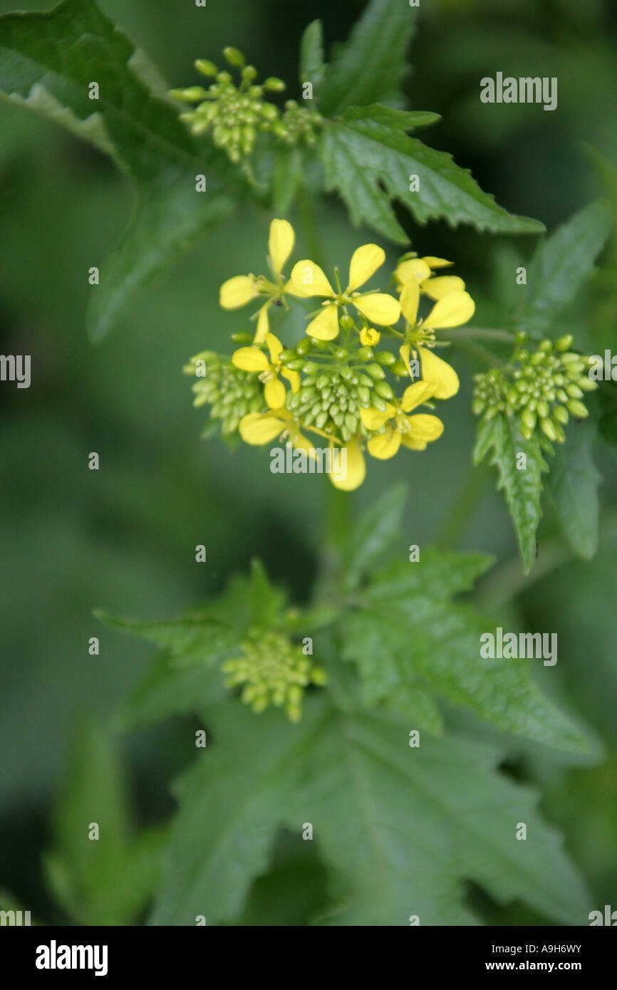Senape bianca selvatica immagini e fotografie stock ad alta risoluzione ...