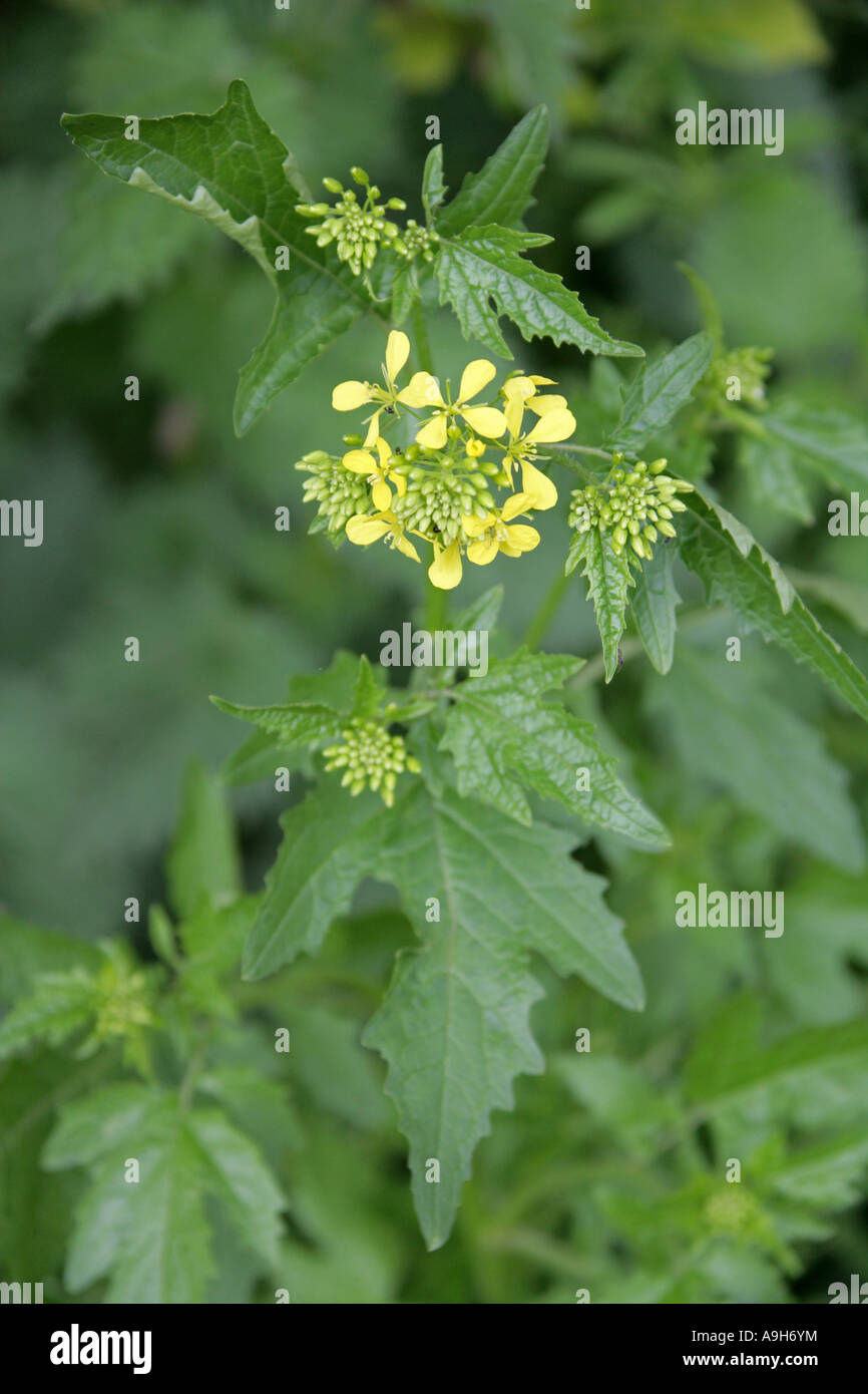 Senape bianca selvatica immagini e fotografie stock ad alta risoluzione ...