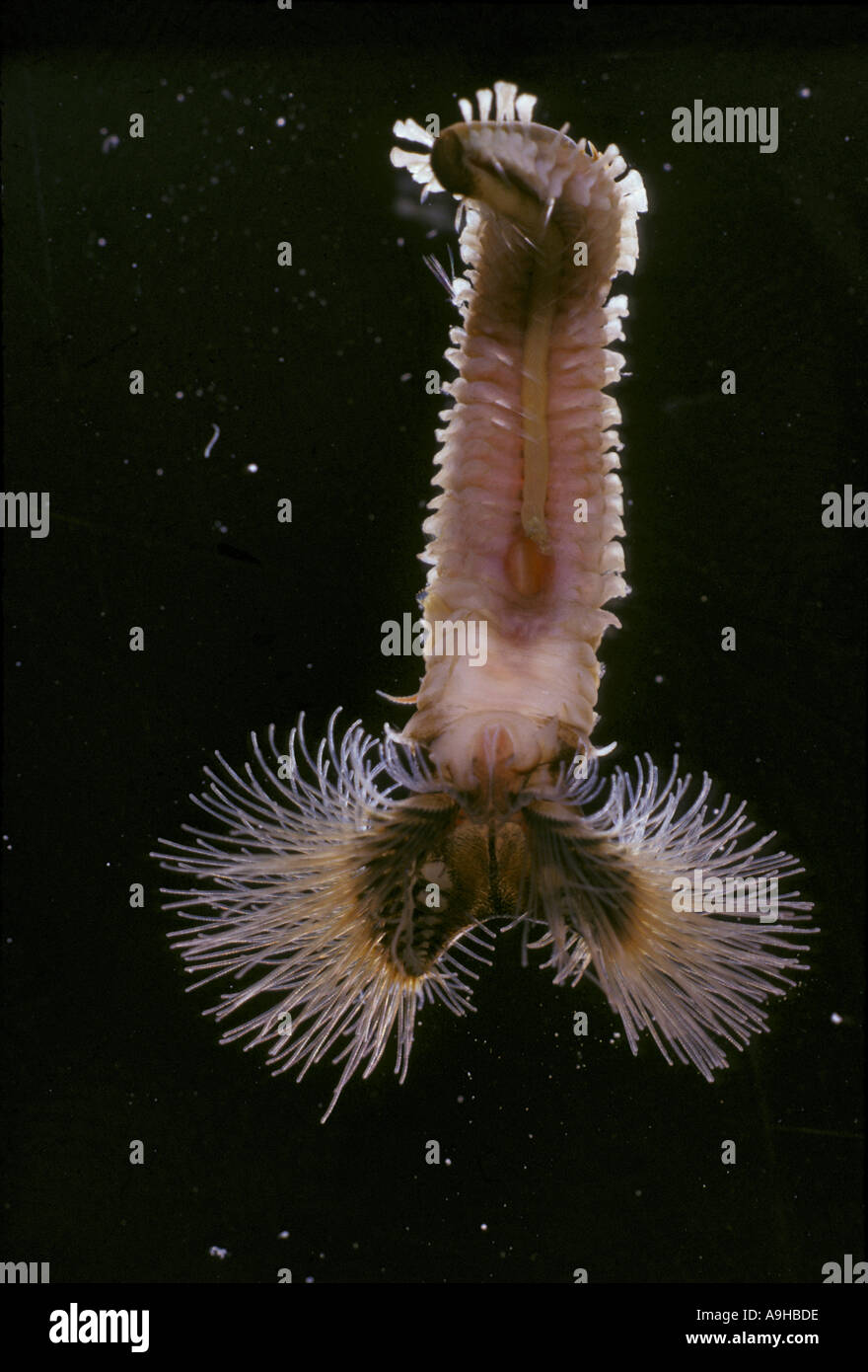 Vite senza fine sabellaria alveolata immagini e fotografie stock ad ...