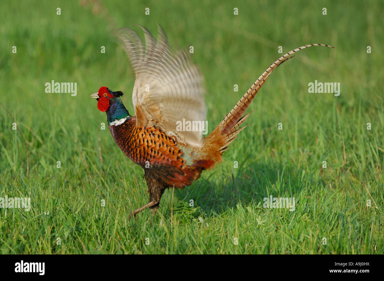 Fagiani comuni immagini e fotografie stock ad alta risoluzione - Alamy