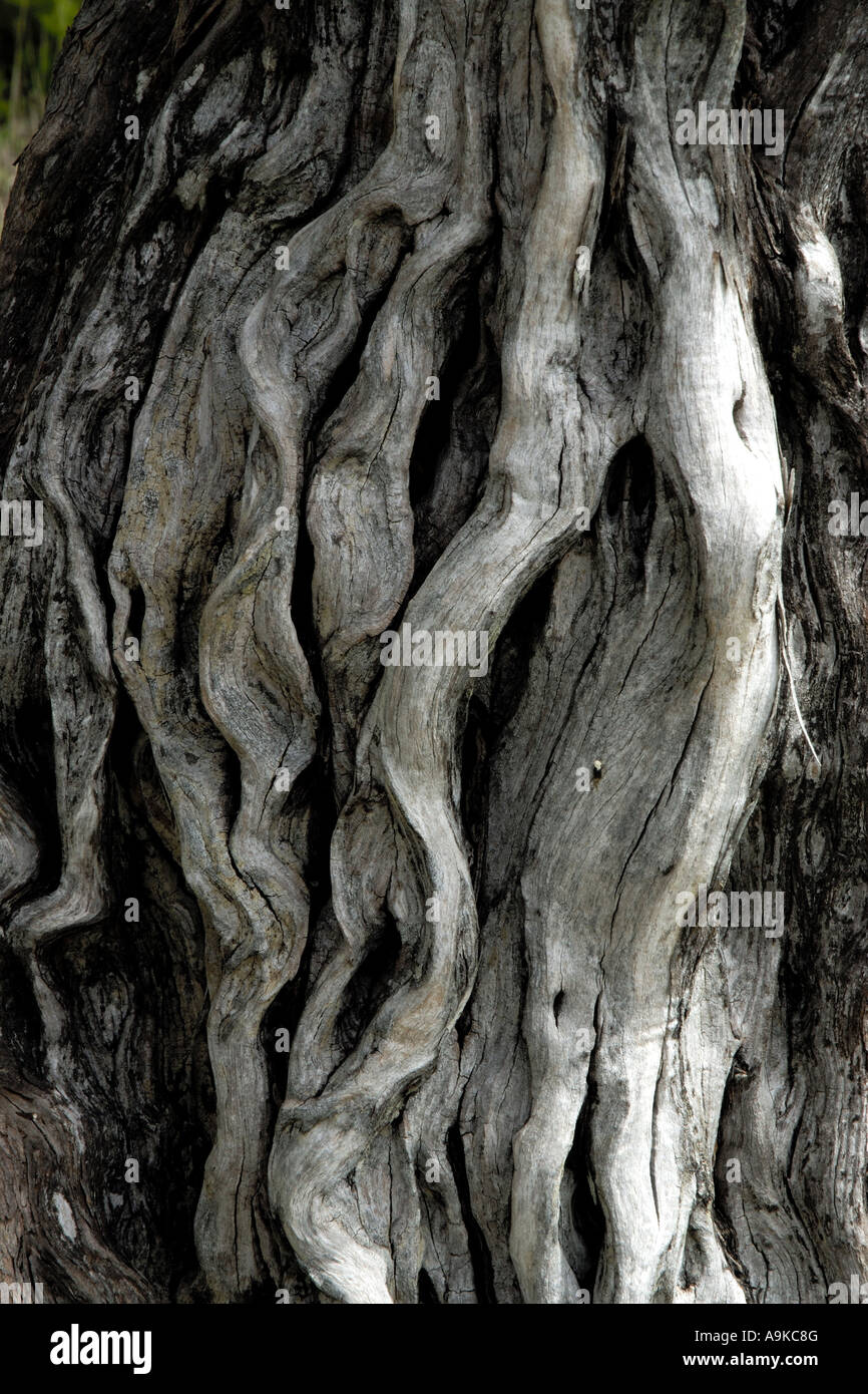 Erica arborea plants immagini e fotografie stock ad alta risoluzione ...