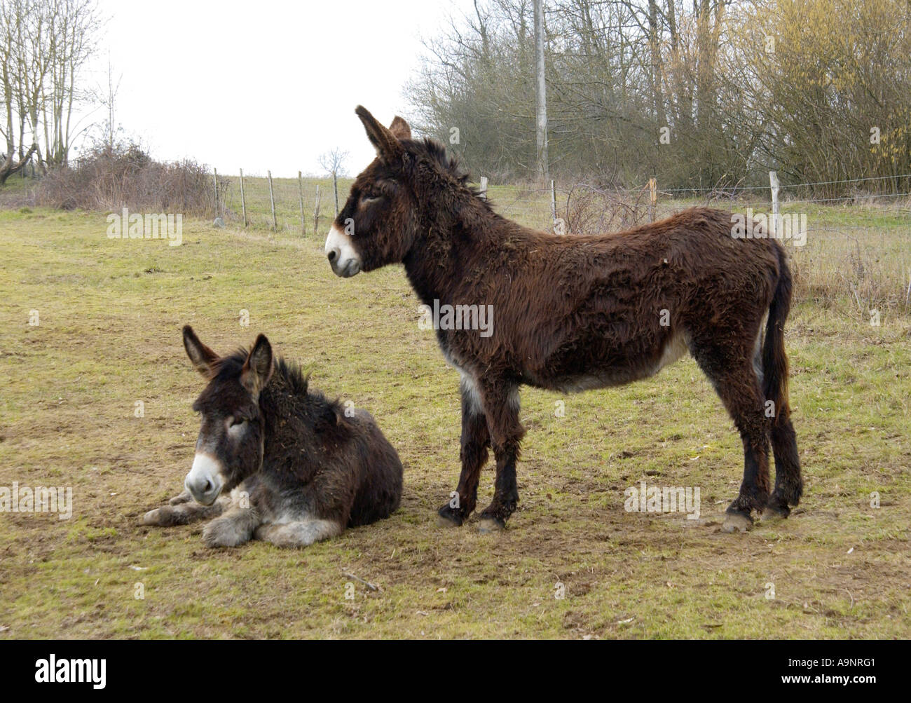 Coppia di asini insieme immagini e fotografie stock ad alta risoluzione ...