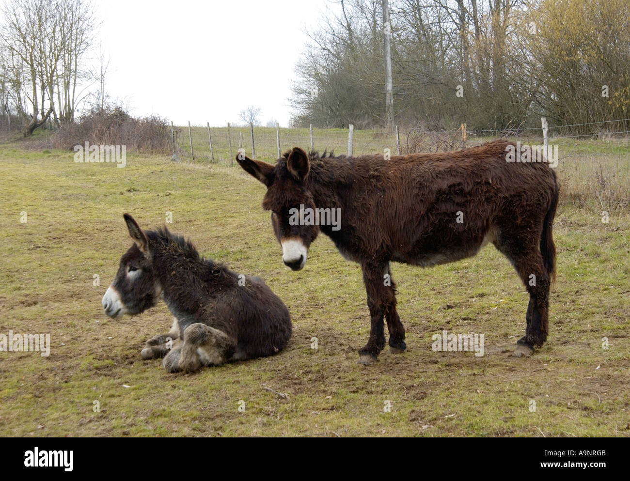 Coppia di asini insieme immagini e fotografie stock ad alta risoluzione ...