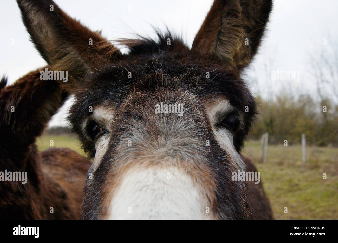 Coppia di asini insieme immagini e fotografie stock ad alta risoluzione ...
